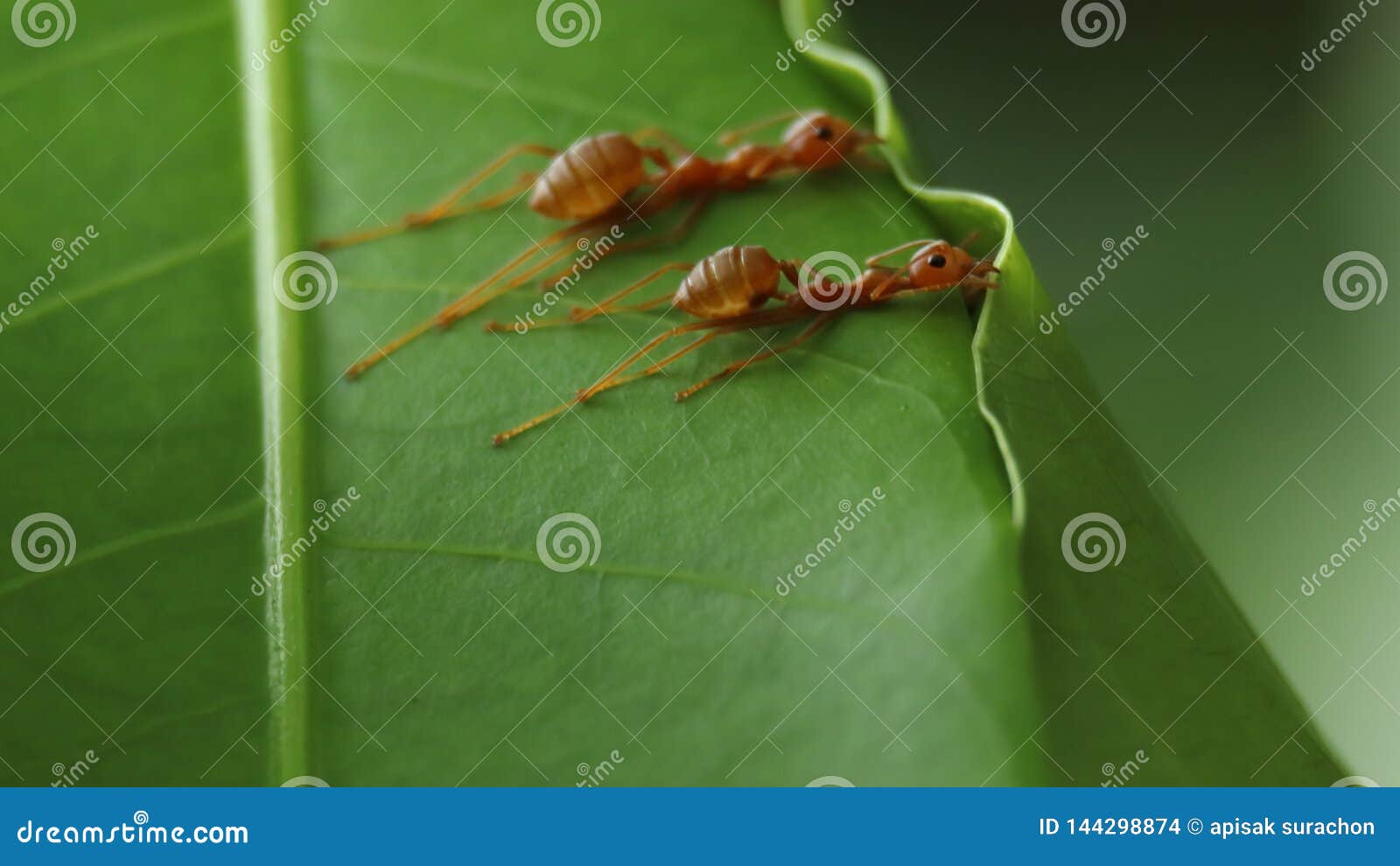 Red Ants Building Leaves Nest. Stock Photo - Image of nature, garden ...