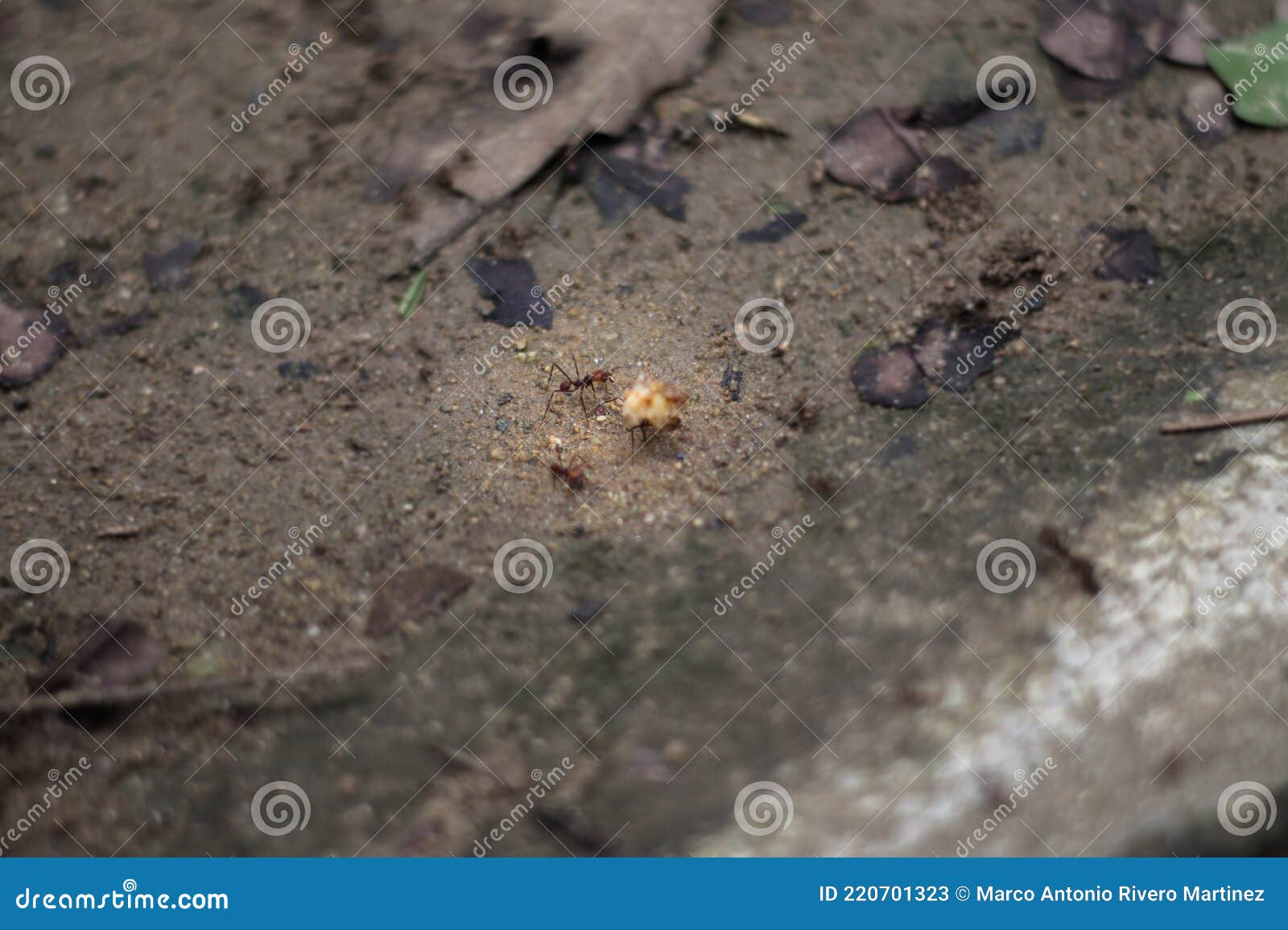 Red Ants Carrying an Object Stock Image - Image of magic, panorama ...
