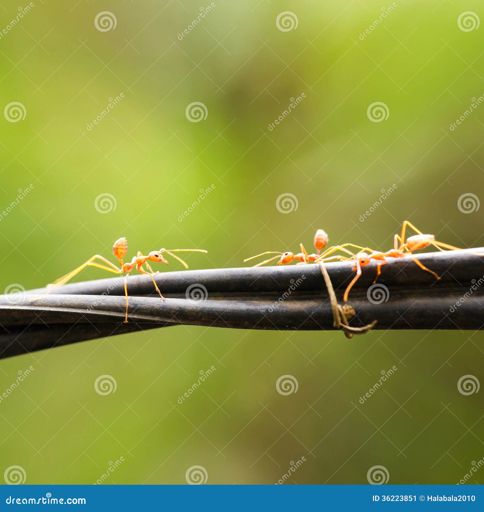 Red Ants stock image. Image of forest, working, wild - 36223851