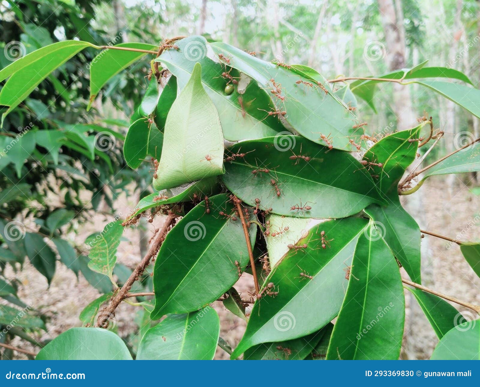 Red ants colony on leaves stock photo. Image of formation - 293369830