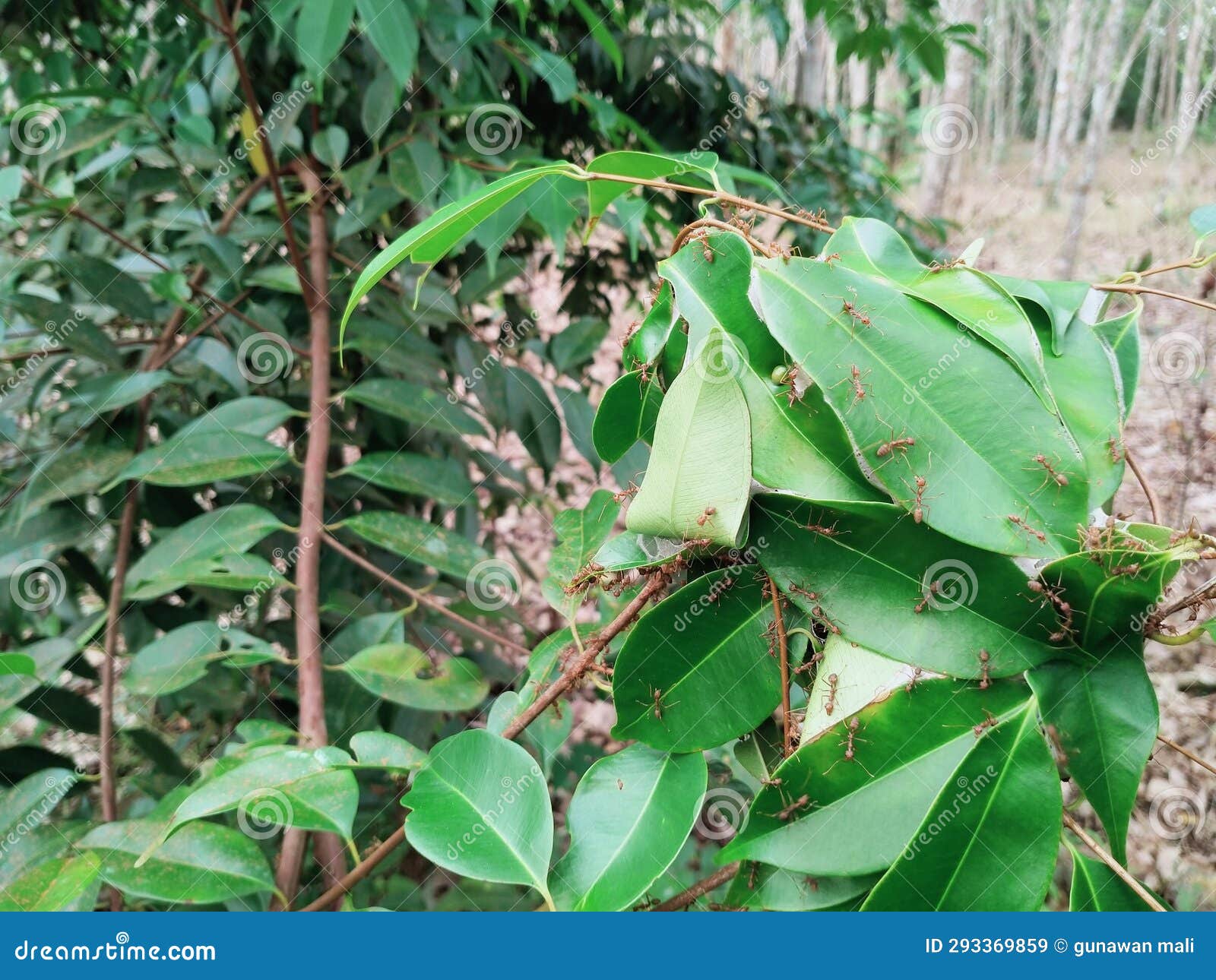 Ants Colony In Mango Tree Royalty-Free Stock Photography ...