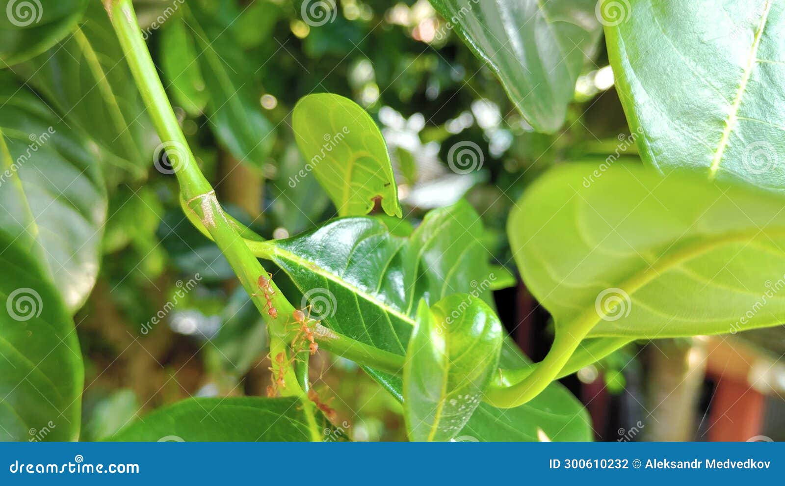 Red Ants Crawl on the Plant Stock Footage - Video of insect, insects ...