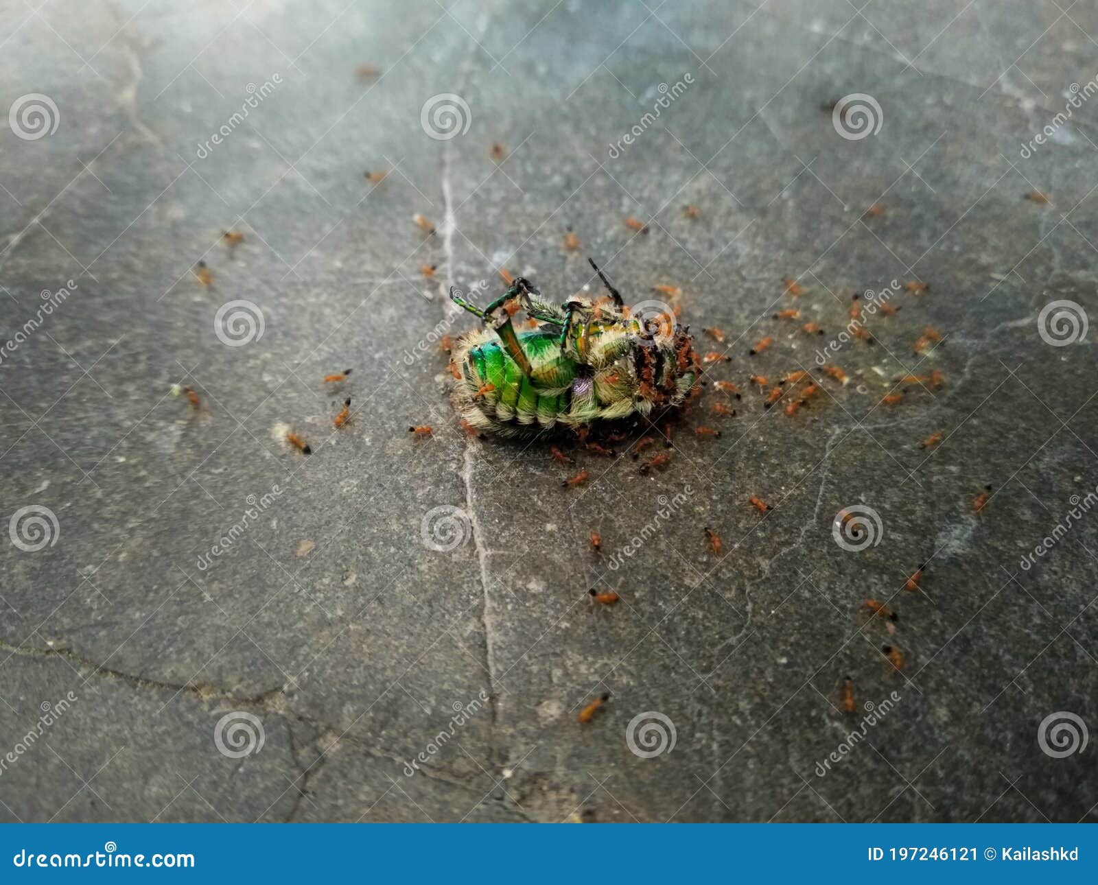 Red Ants Eating Green Insect Stock Image - Image of autumn, ants: 197246121