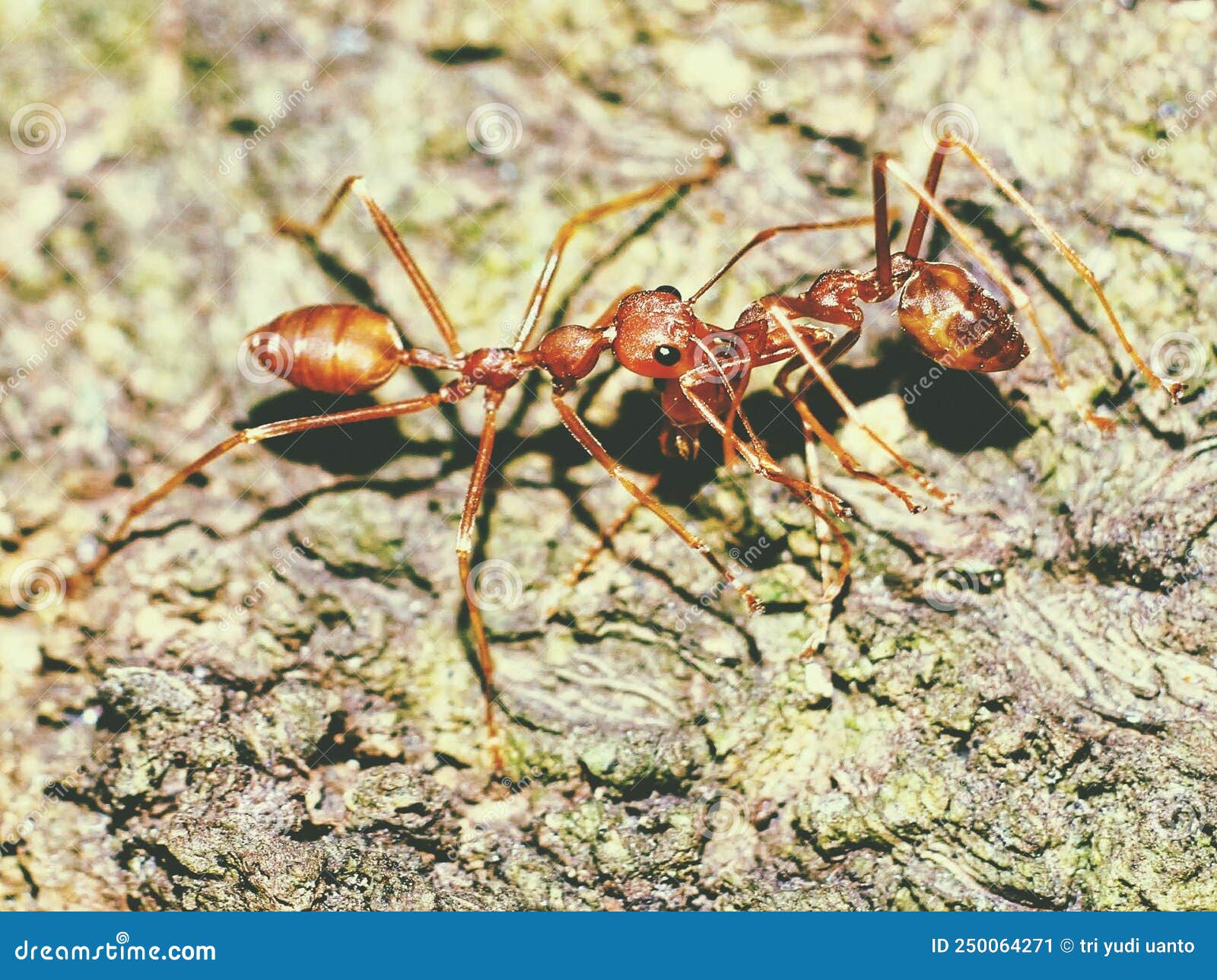 Red ants fight stock image. Image of afterglow, beach - 250064271