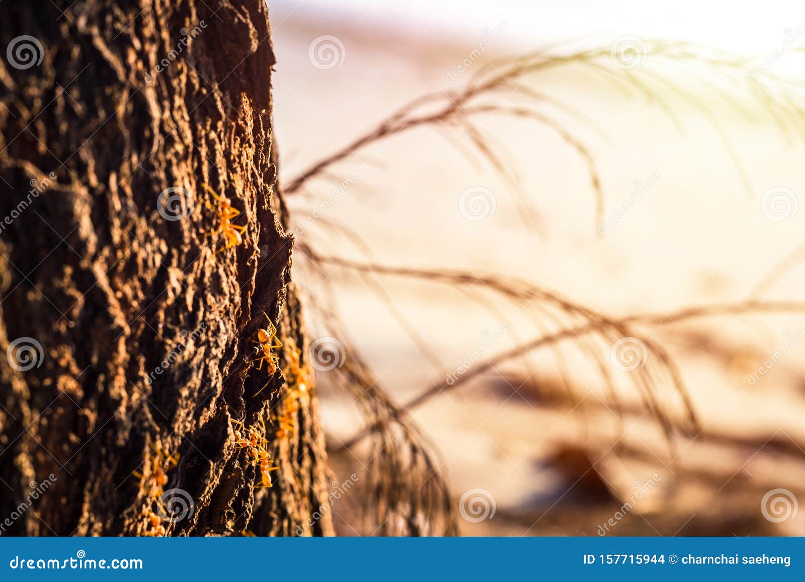 Red Ants Fire Ant, Solenopsis Geminate on Tree Stock Photo - Image of ...