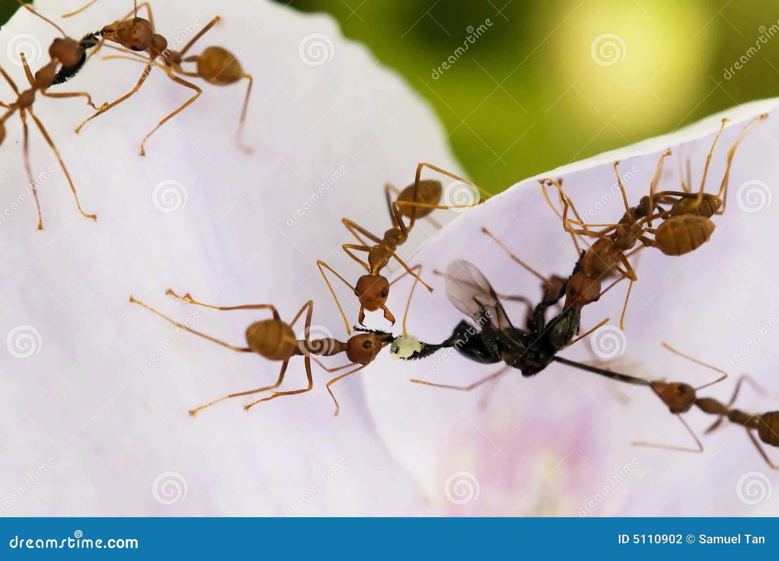 Red Ants Food stock photo. Image of macro, group, fire - 5110902