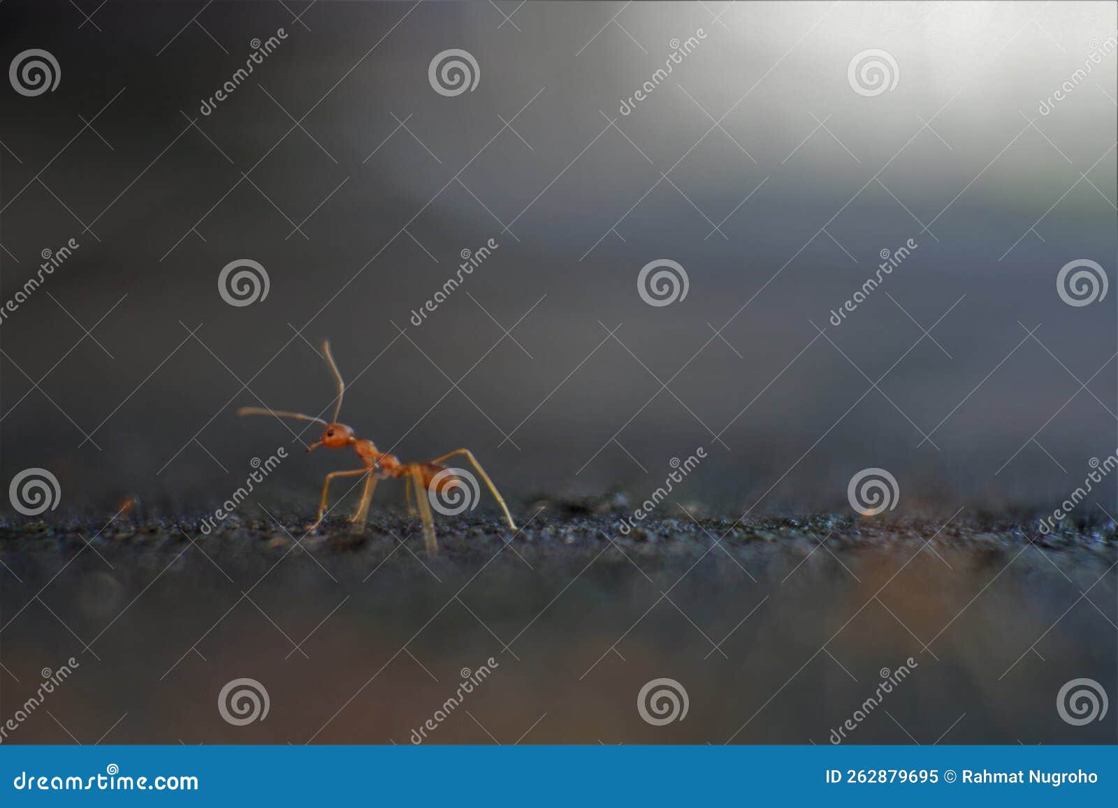 Red ants in the garden stock image. Image of horizontal - 262879695