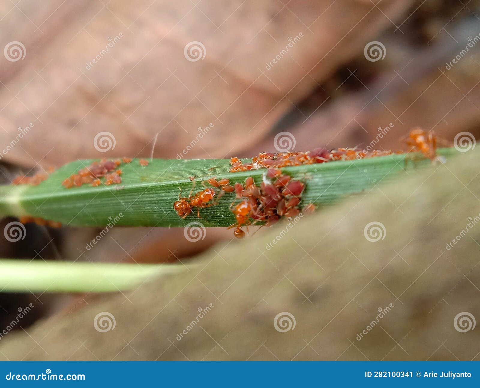 Red Ants Gathering Food on Tree Leaves Stock Image - Image of nature ...