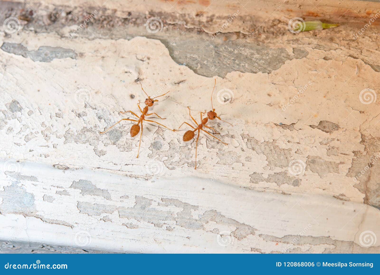 Red Ants Group Eat Food in the Morning. Stock Photo - Image of design ...
