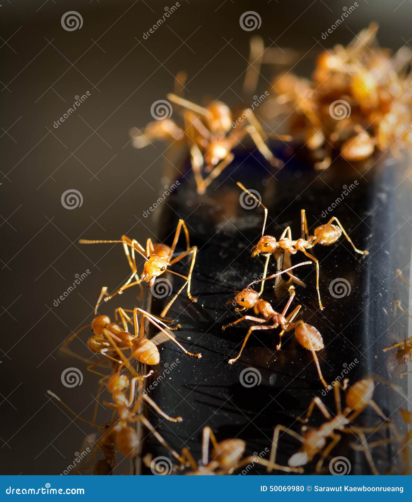 Red ants stock photo. Image of worker, teamwork, guarding - 50069980