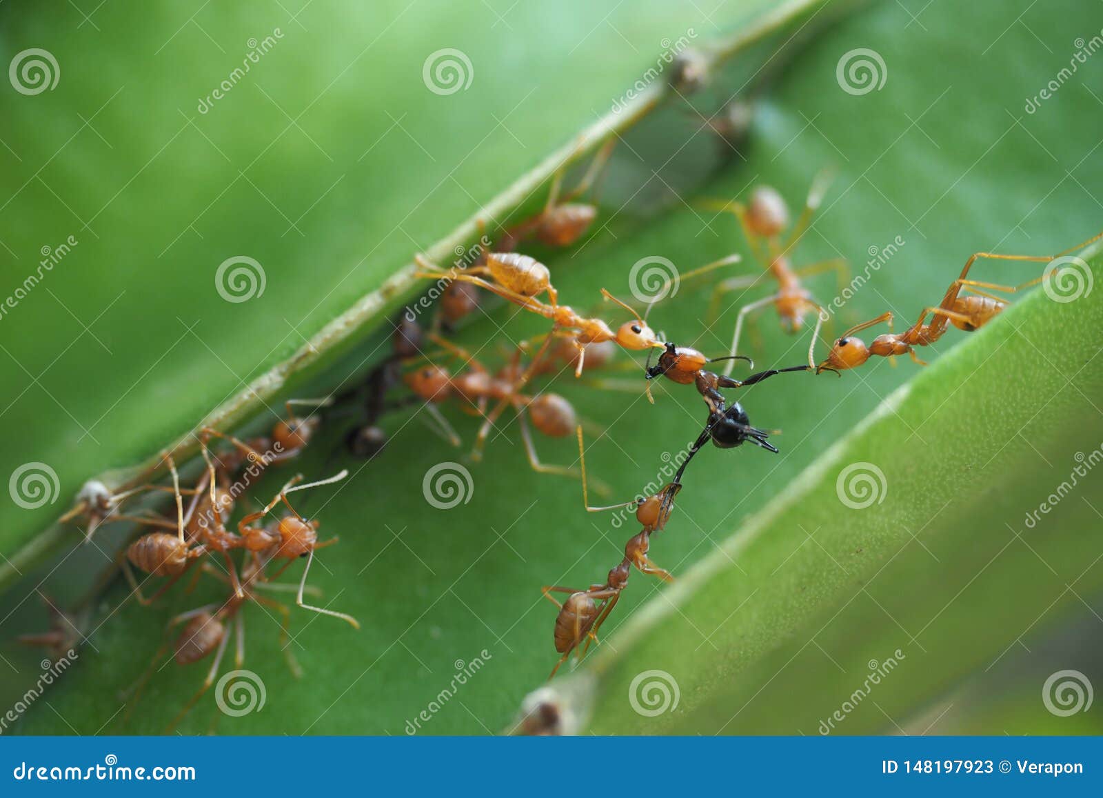 Red Ants are Helping To Fight with Enemies Stock Image - Image of tree ...