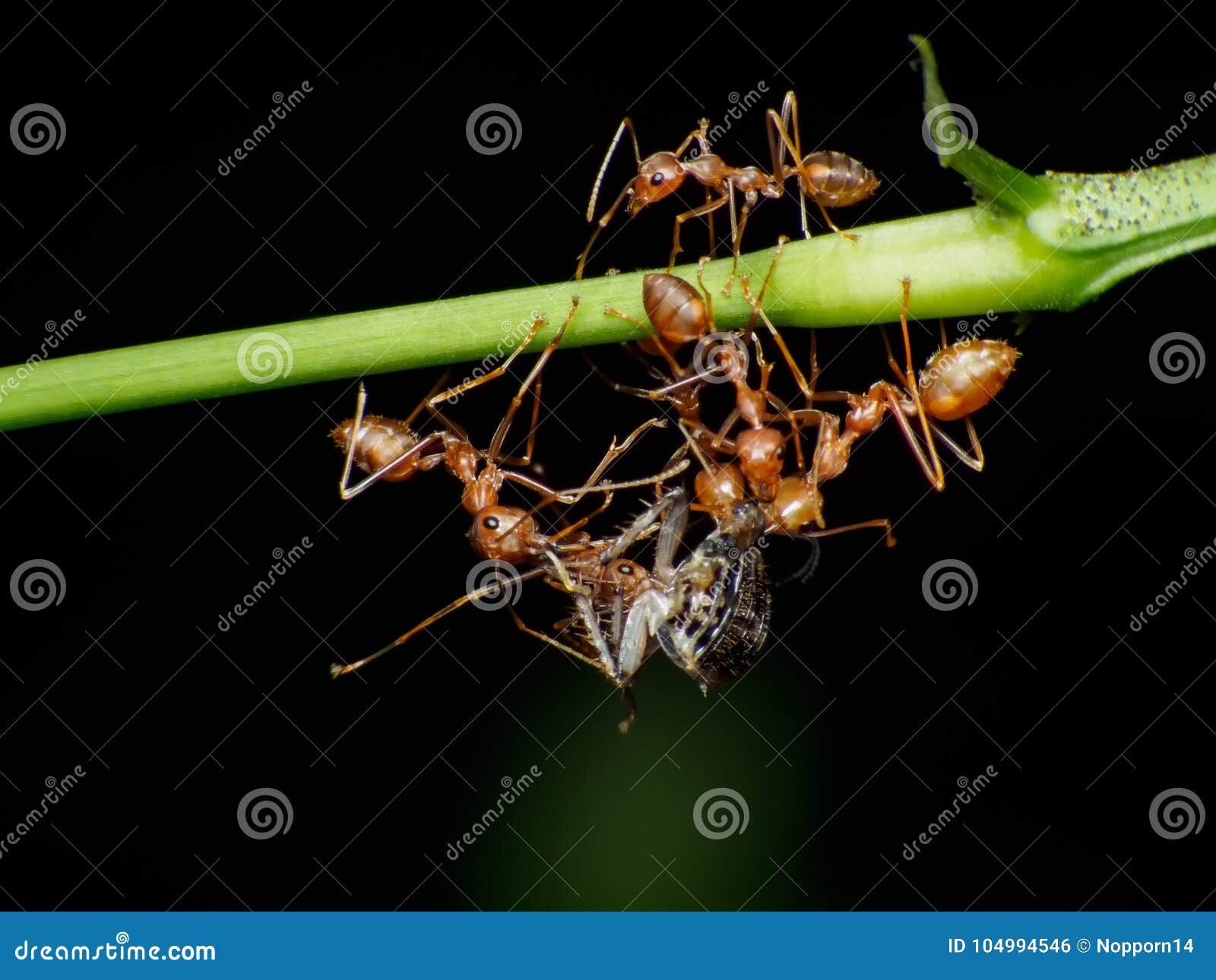 Red Weaver Ants Teamwork,Red Ants Teamwork Stock Photo - Image of ...