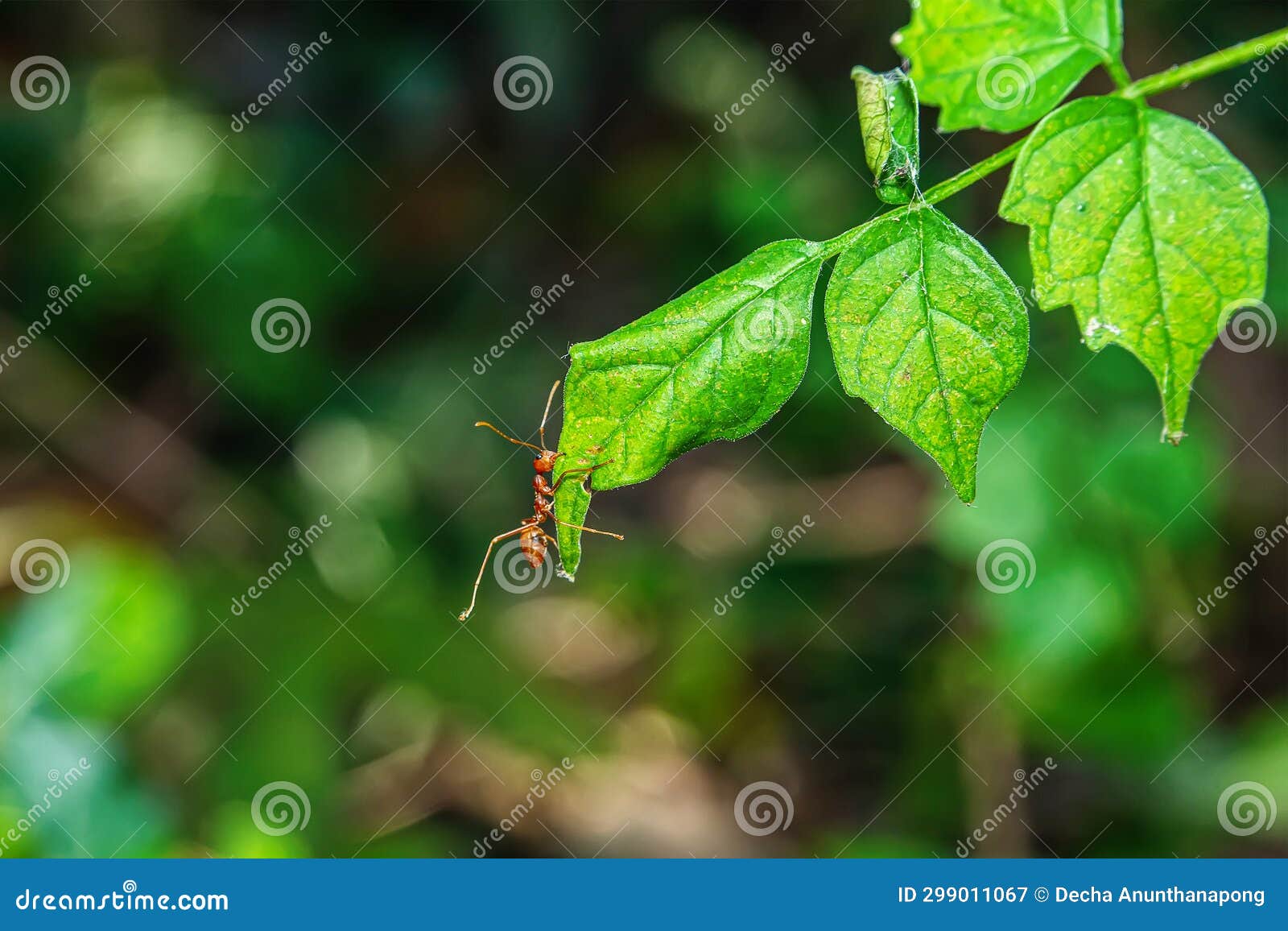 Red ants on leaves stock image. Image of natural, tree - 299011067