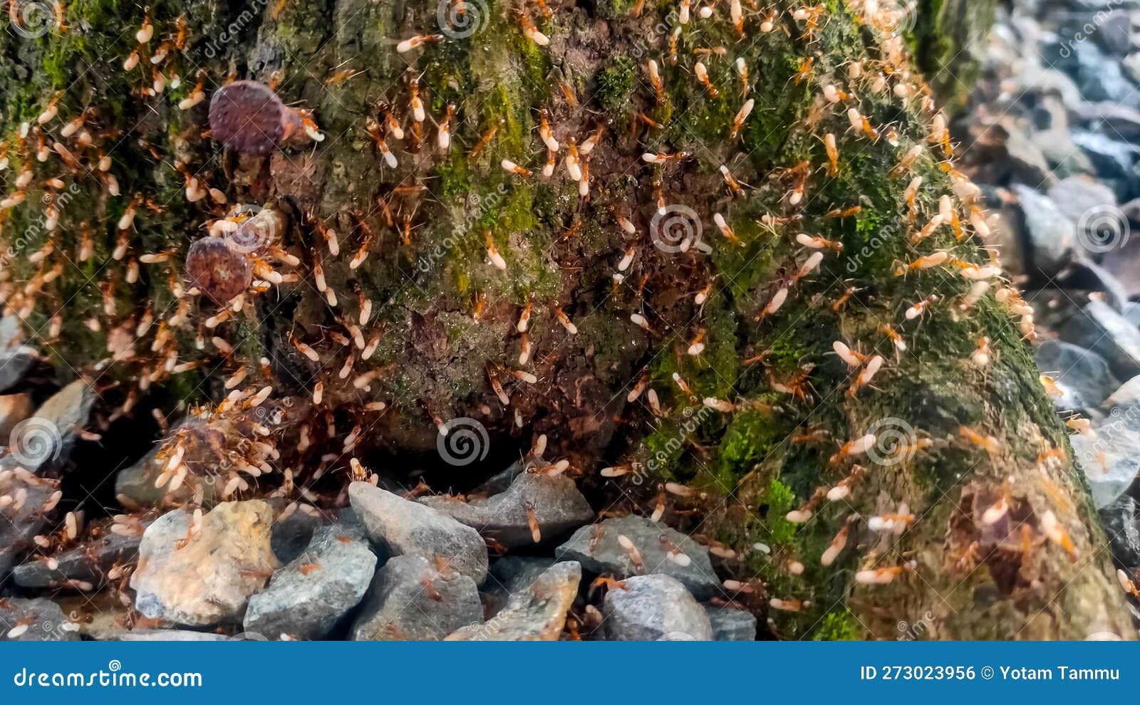 Red Ants Move Ant Eggs Up a Tree Editorial Photo - Image of ants ...