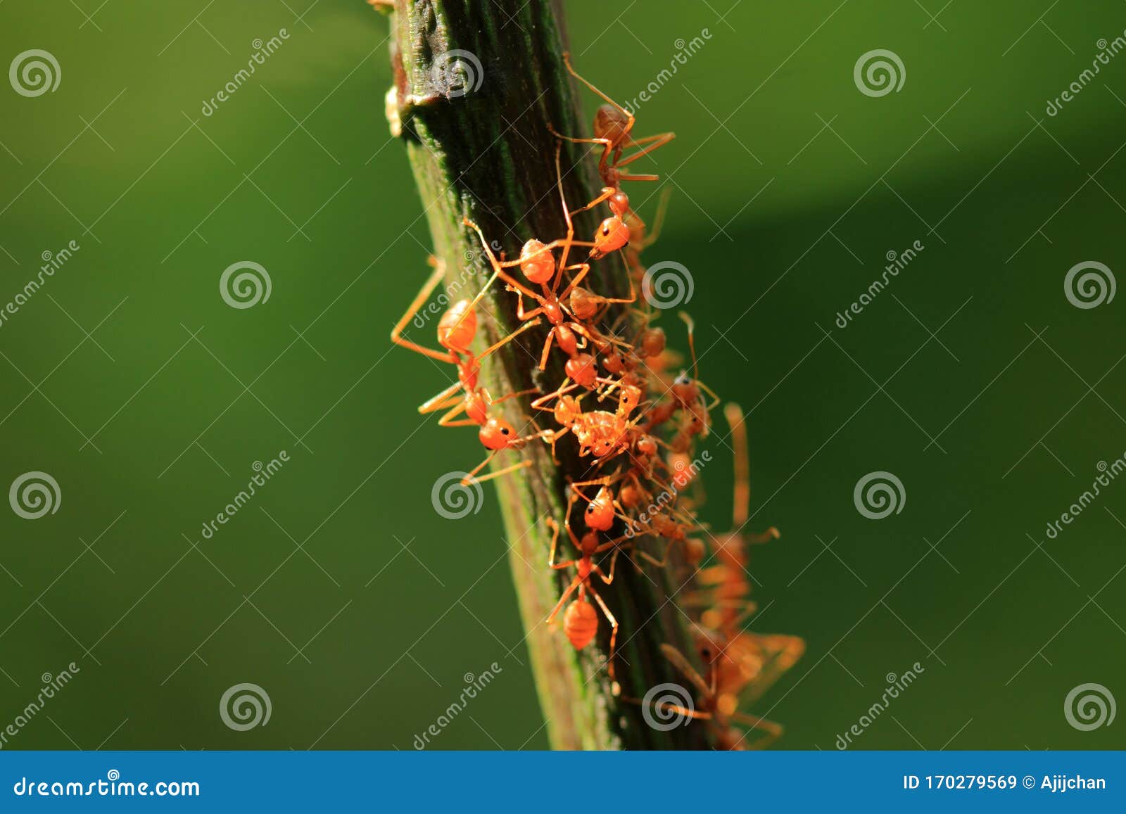 Red Ants Moving on a Plant Stem Stock Image - Image of selectivefocus ...