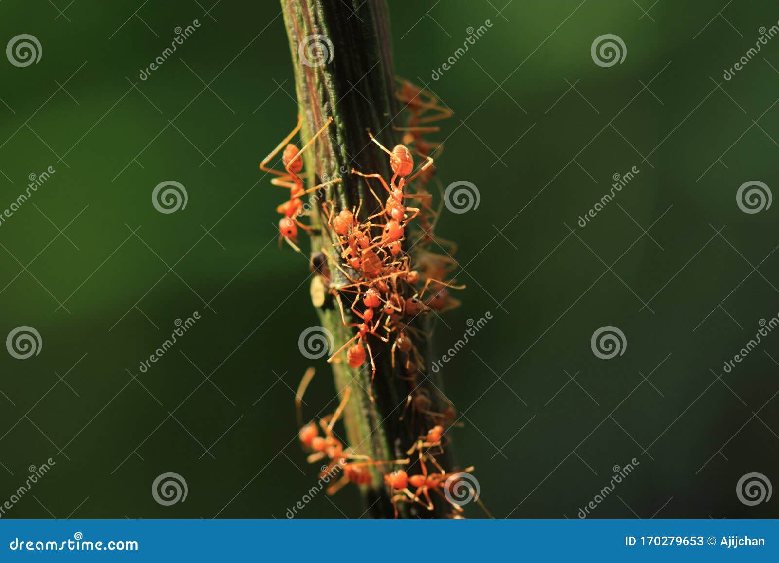 Red Ants Moving on a Plant Stem Stock Image - Image of selectivefocus ...