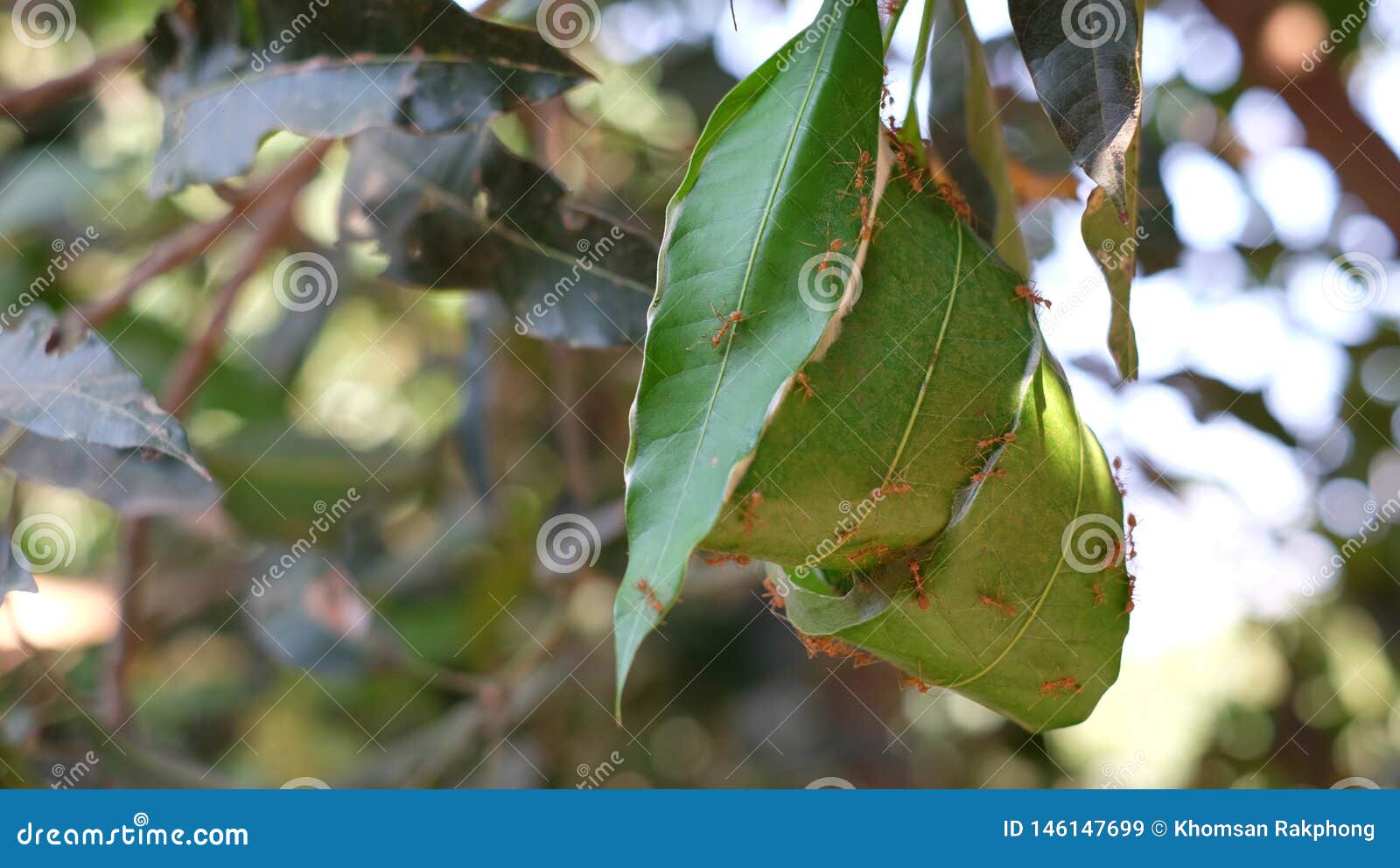 Red Ants Nest on the Longan Tree Stock Image - Image of background ...