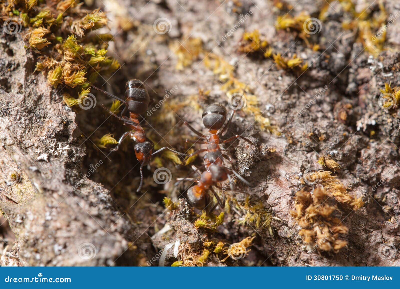 Red ants stock photo. Image of insects, closeup, nature - 30801750