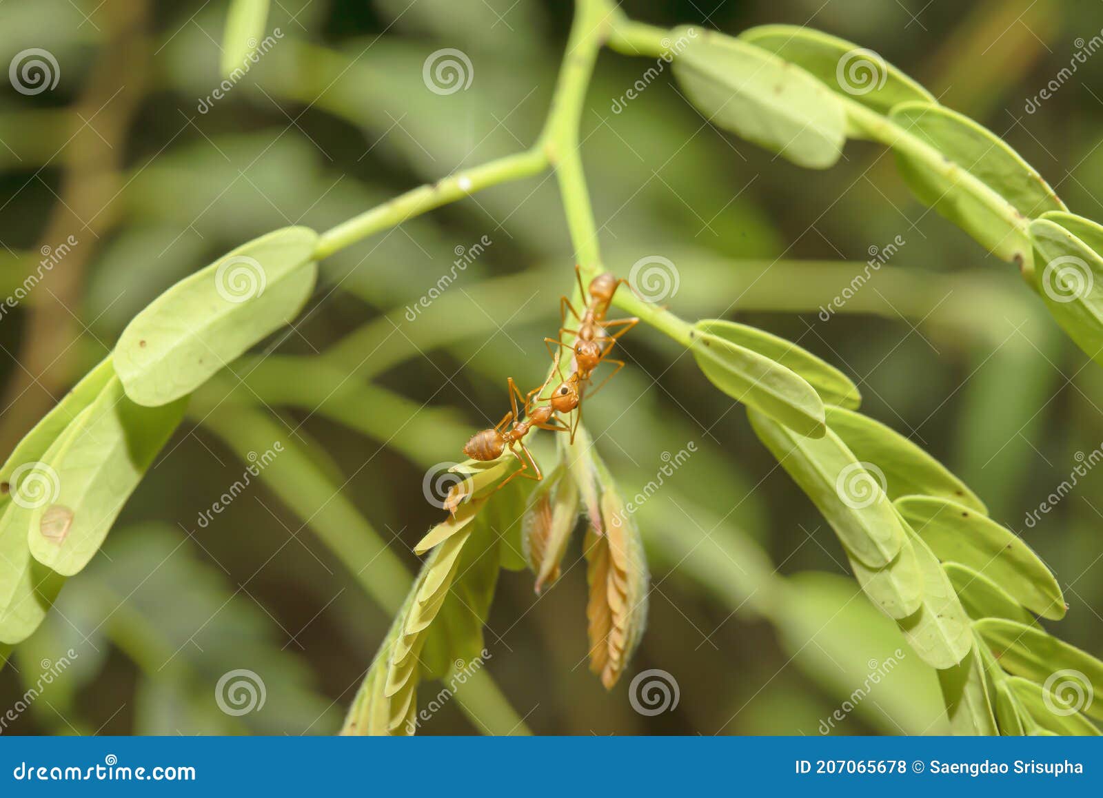 Red Ants Perched on a Branch Stock Photo - Image of plant, nature ...