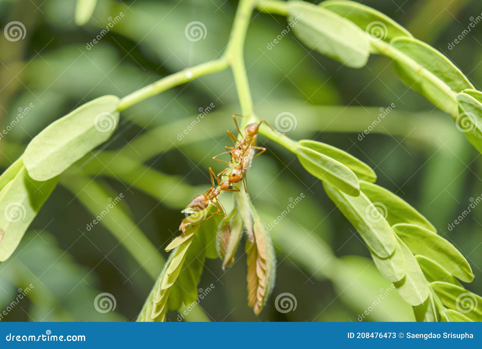 Red Ants Perched on a Branch Stock Image - Image of closeup, black ...