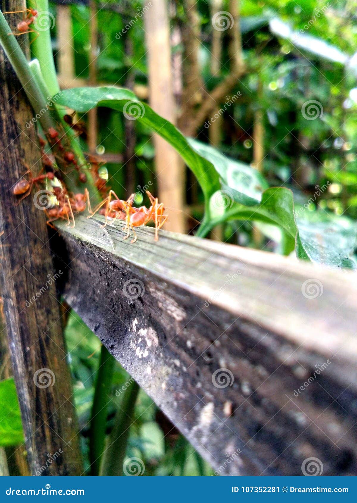 Red ants stock image. Image of redants, bamboo, ants - 107352281