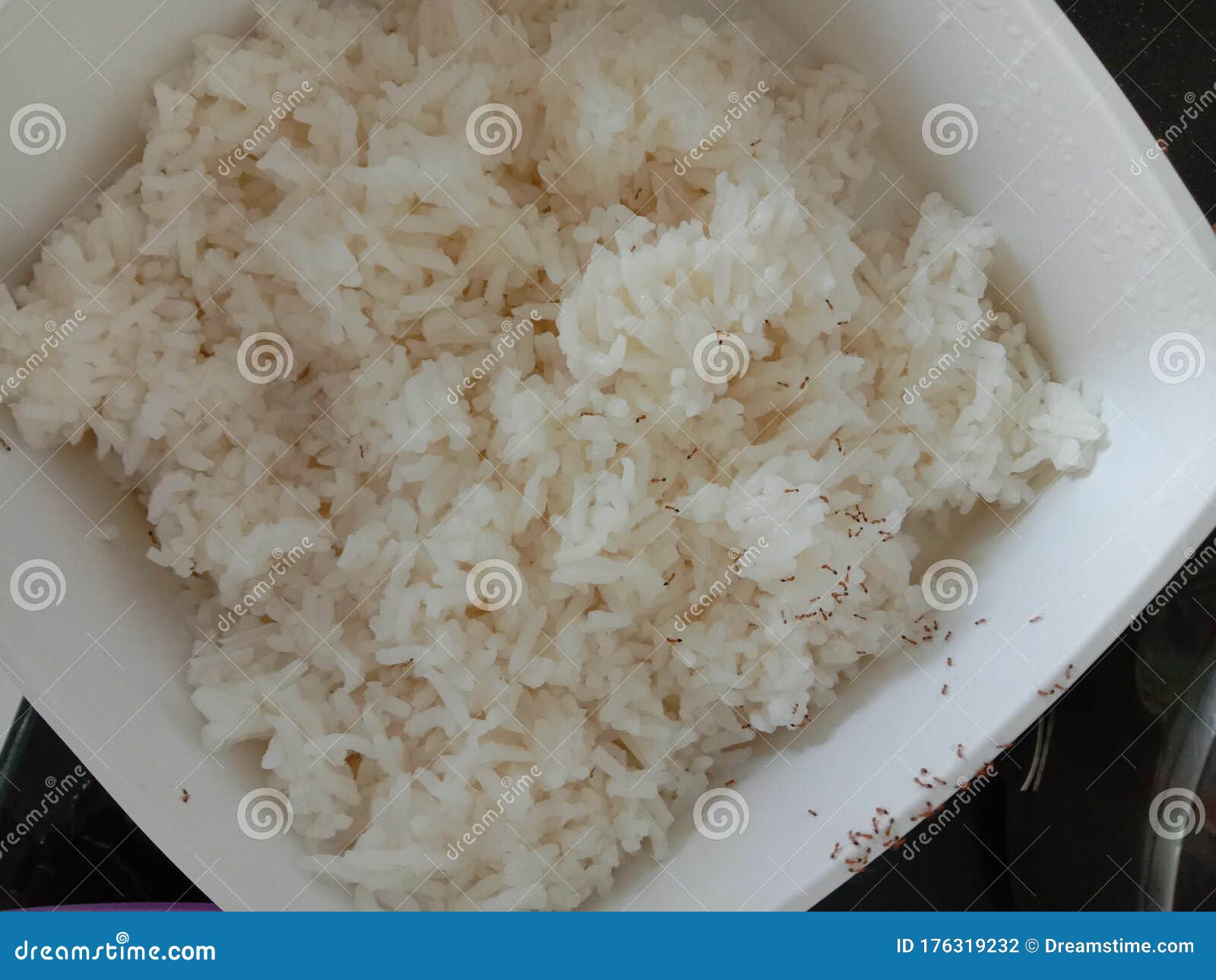 Red ants in rice stock photo. Image of wildlife, background - 176319232