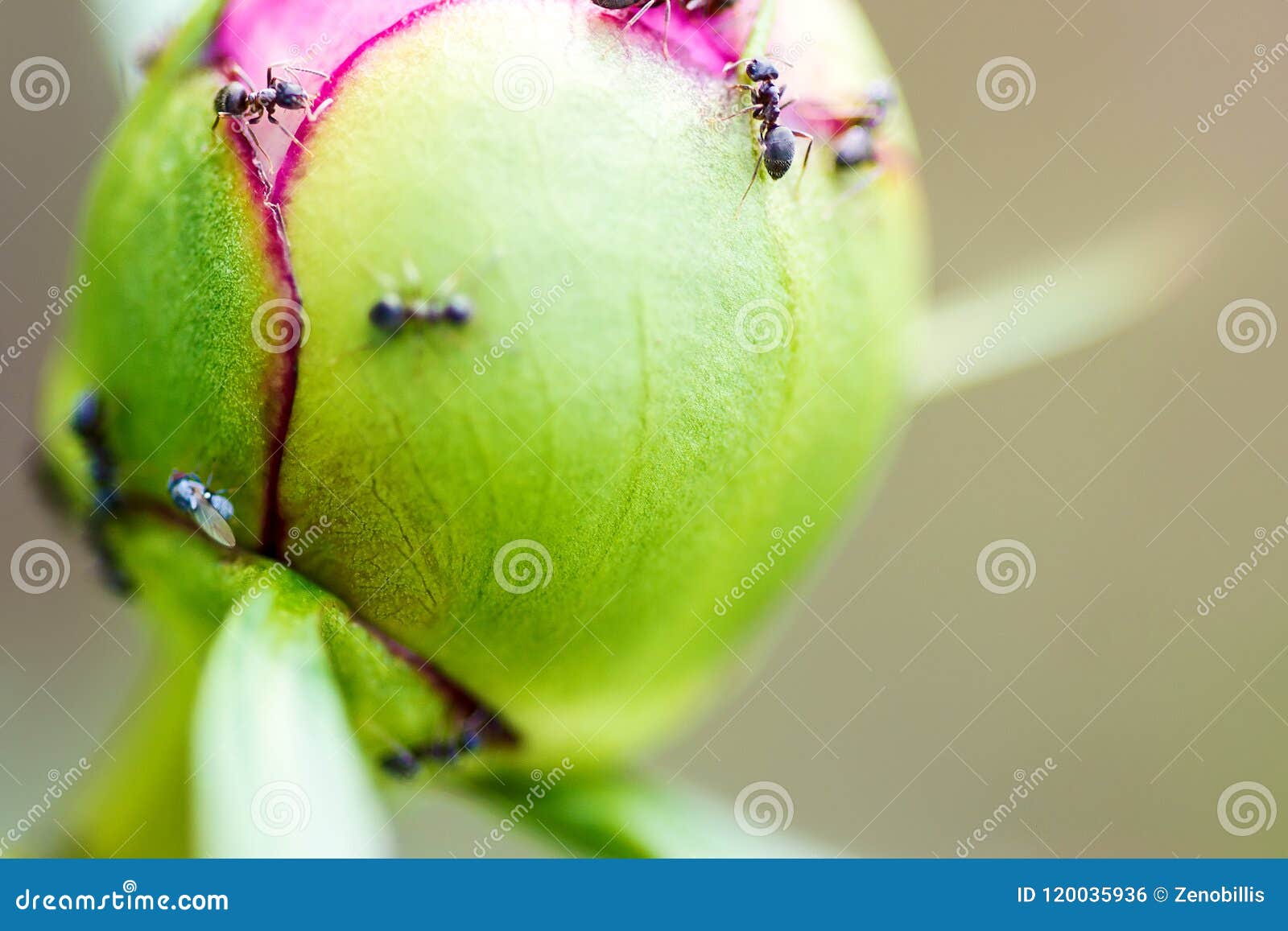 Red Ants on the Surface of the Peony Bud. Formica Ant Stock Photo ...