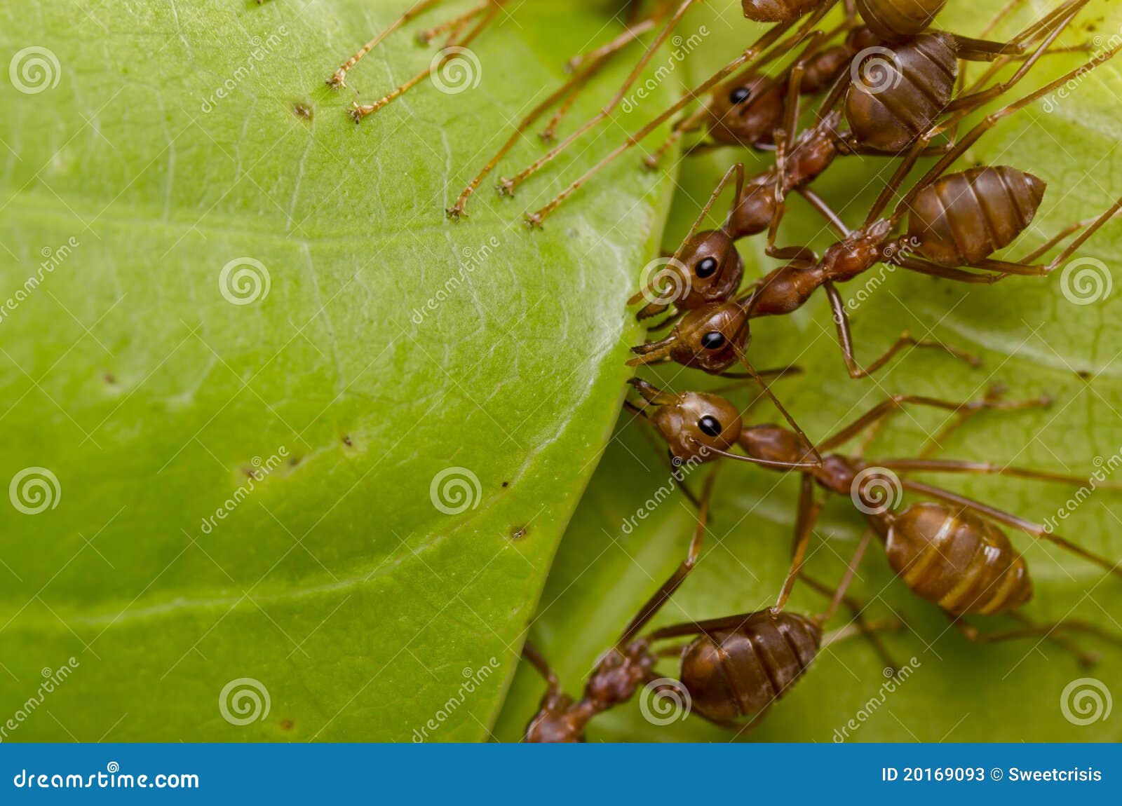 Red ants team work stock image. Image of front, orange - 20169093