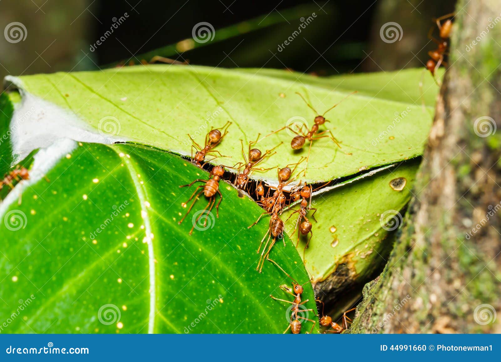 Red ants teamwork stock photo. Image of detail, nature - 44991660