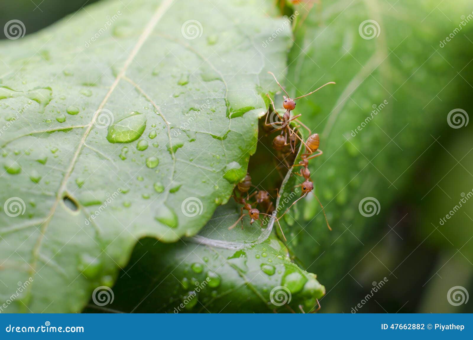 Red ants teamwork stock photo. Image of wildlife, journey - 47662882