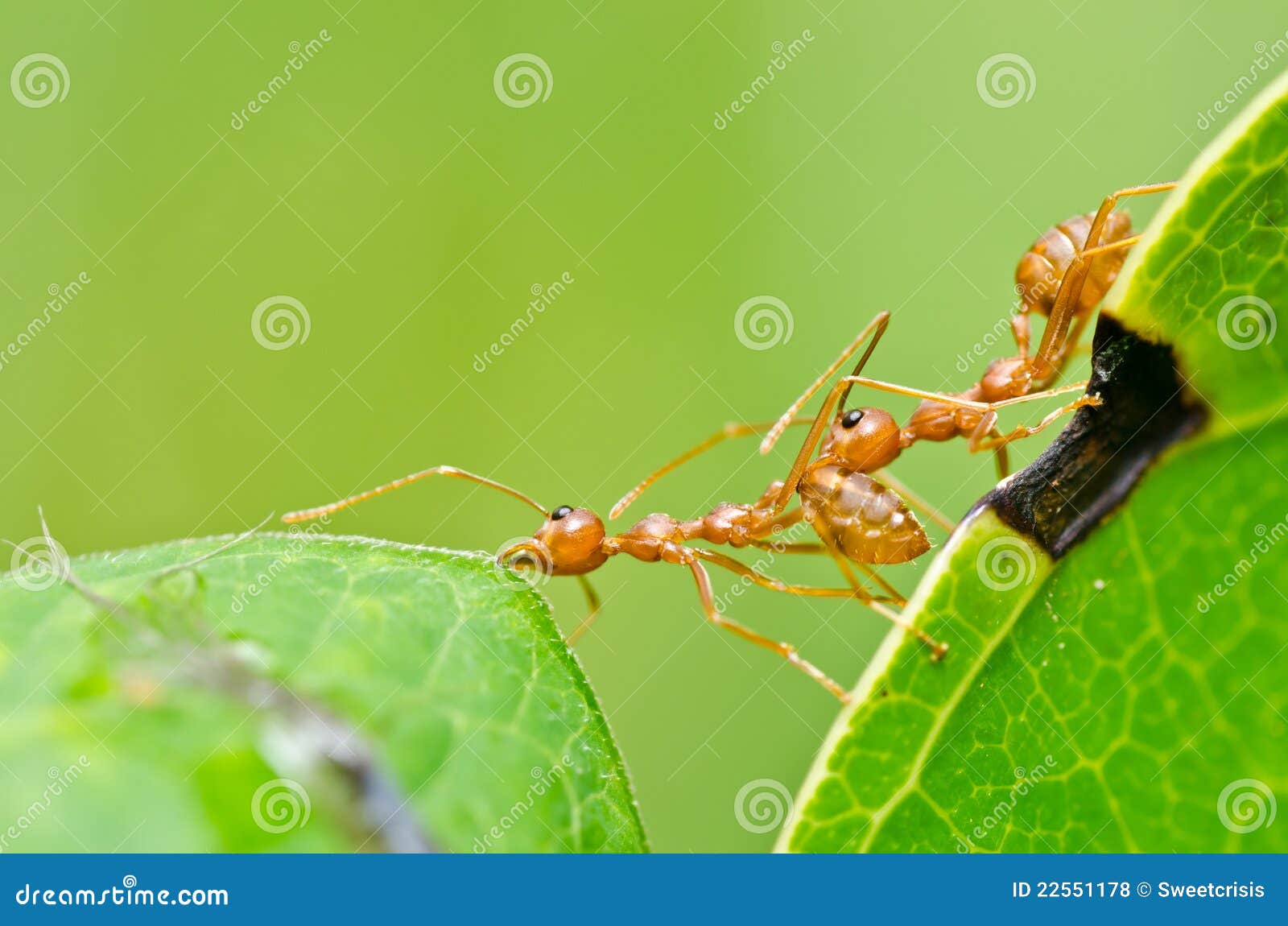 Red Ants Teamwork in Green Nature Stock Photo - Image of horizontal ...