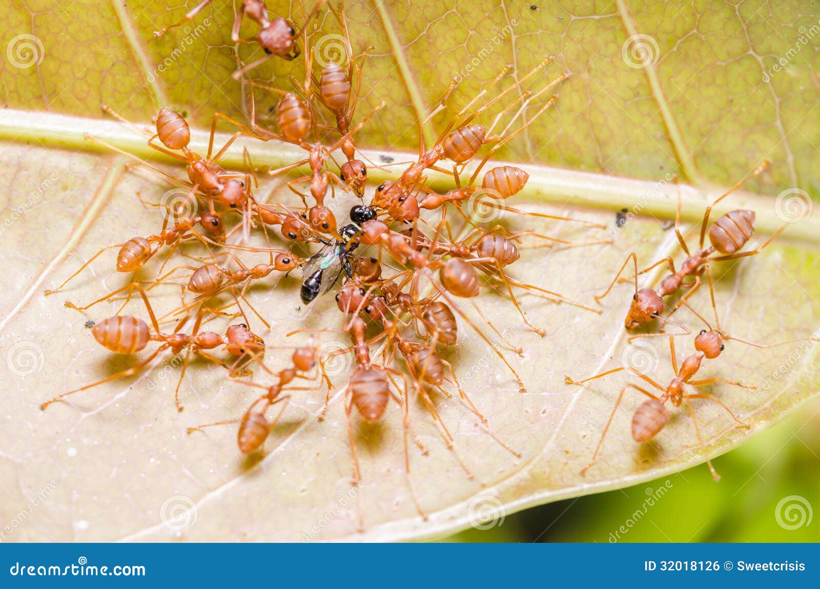 Red ants teamwork hunt stock photo. Image of teamwork - 32018126