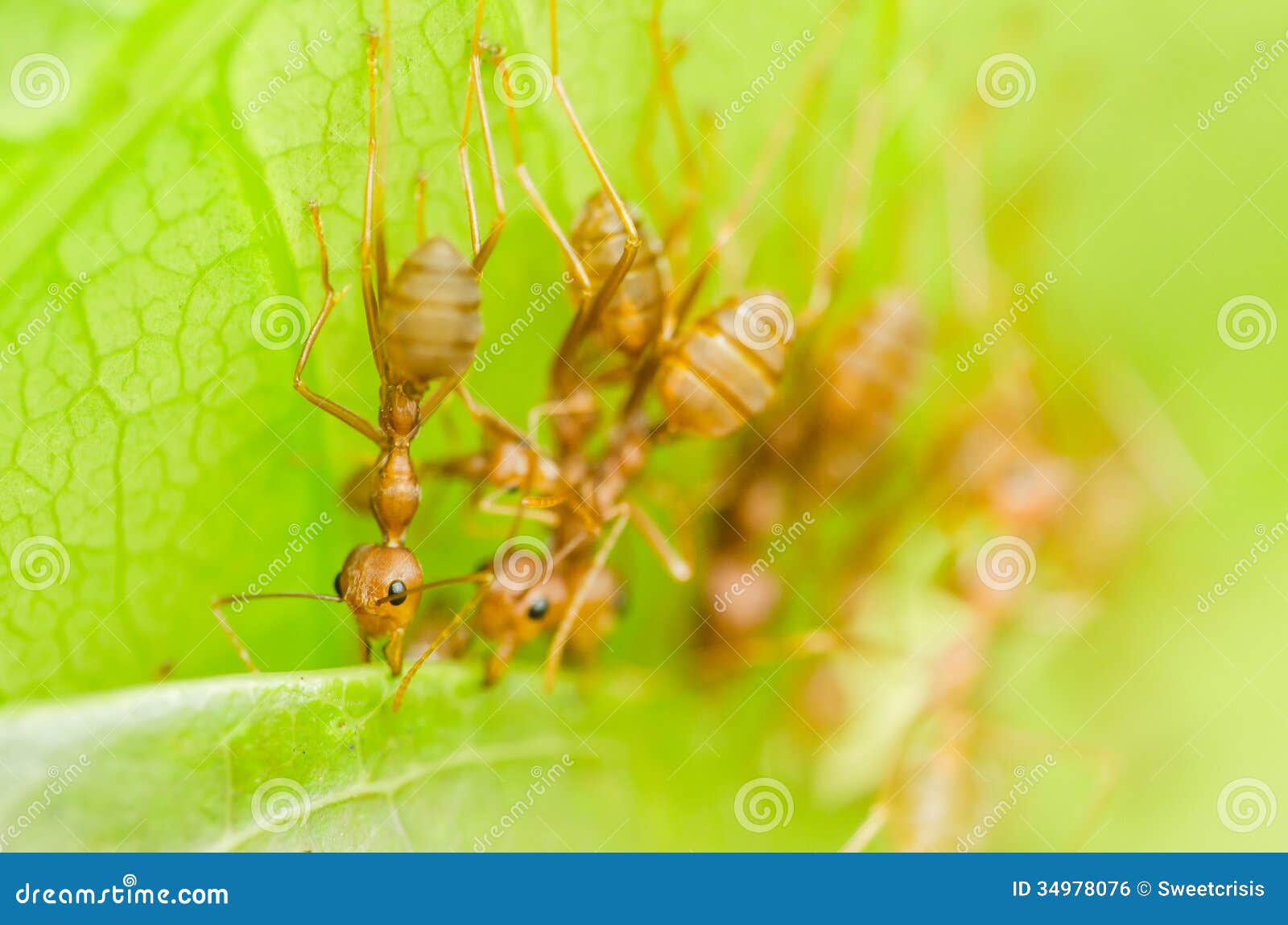 Red ants teamwork stock photo. Image of macro, green - 34978076