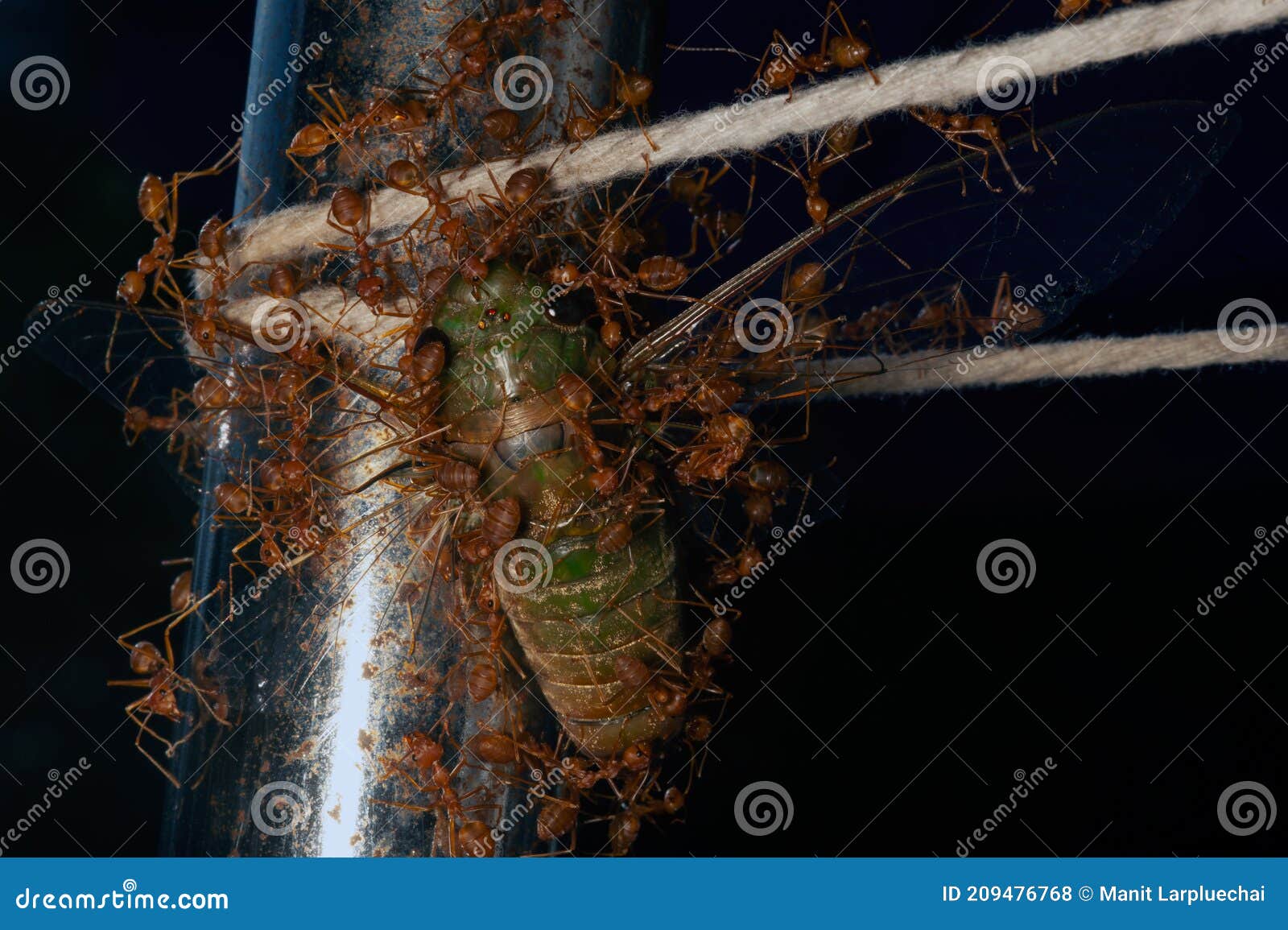 Red Ants Teamwork Move Insect for Food. Stock Photo - Image of black ...