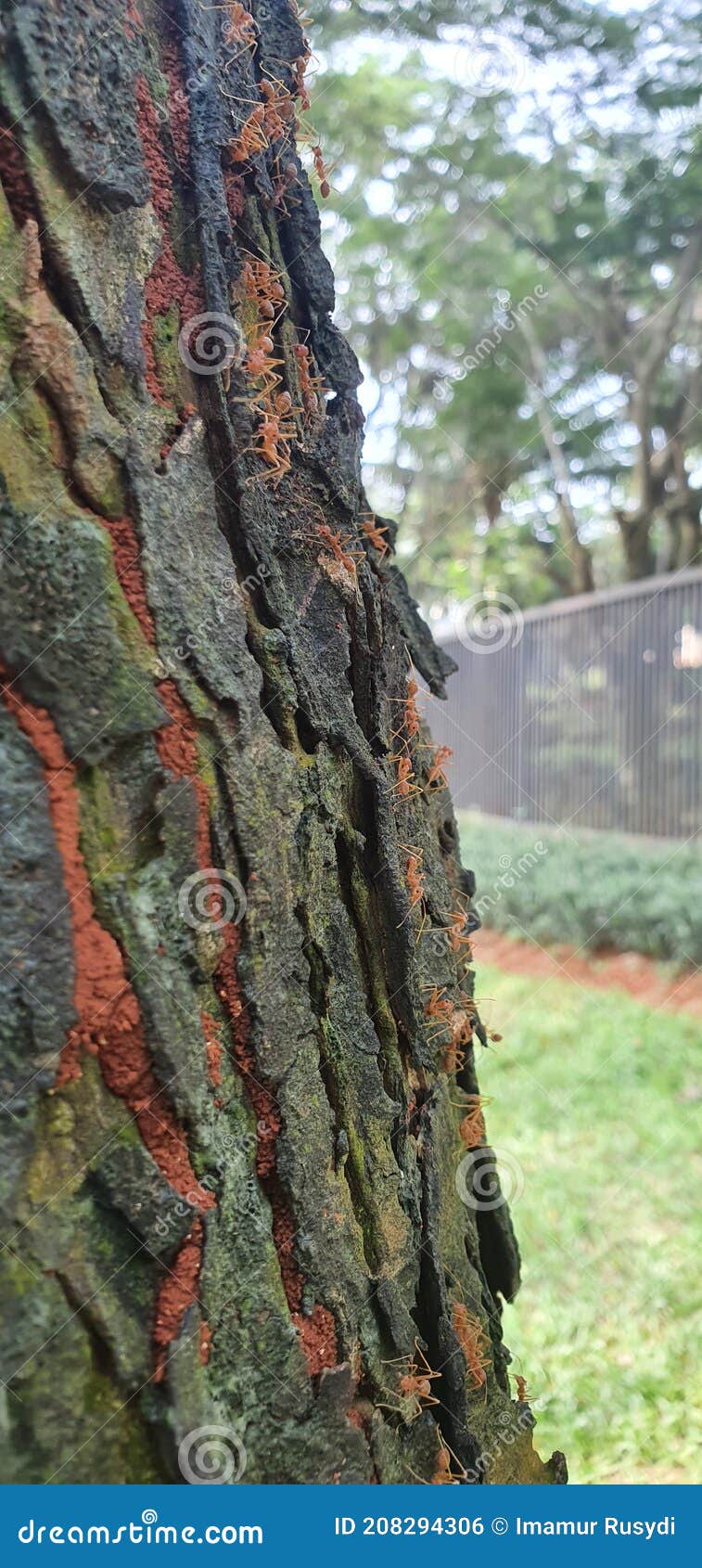 Red ants on a tree stock photo. Image of tree, flower - 208294306
