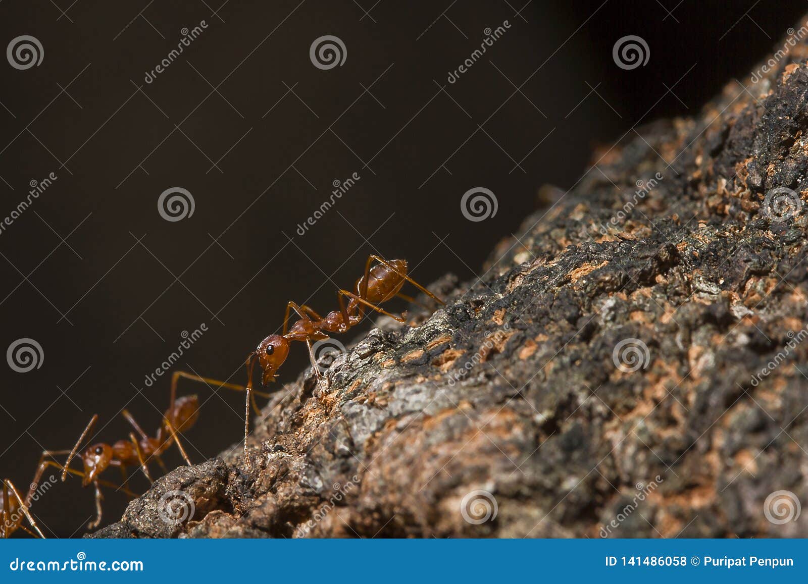 Red ants are on the tree. stock photo. Image of environment - 141486058