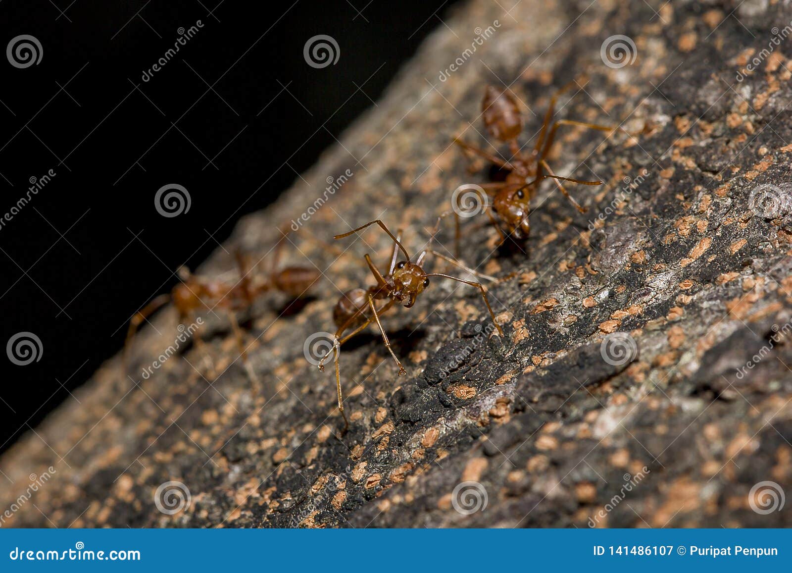 Red ants are on the tree. stock image. Image of garden - 141486107