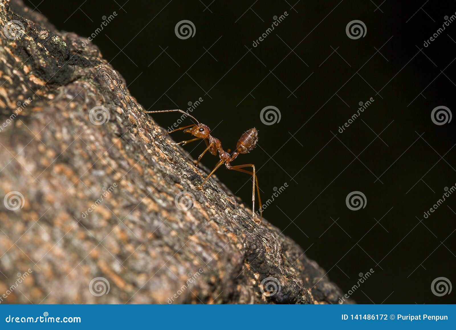 Red ants are on the tree. stock photo. Image of close - 141486172