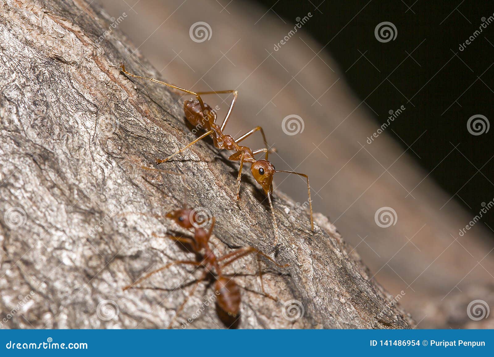 Red ants are on the tree. stock photo. Image of leaf - 141486954
