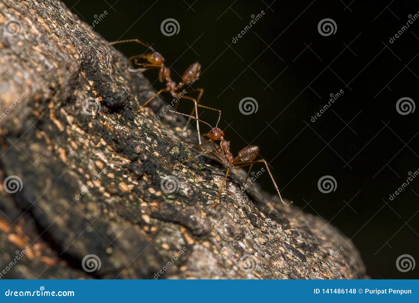 Red ants are on the tree. stock photo. Image of beautiful - 141486148