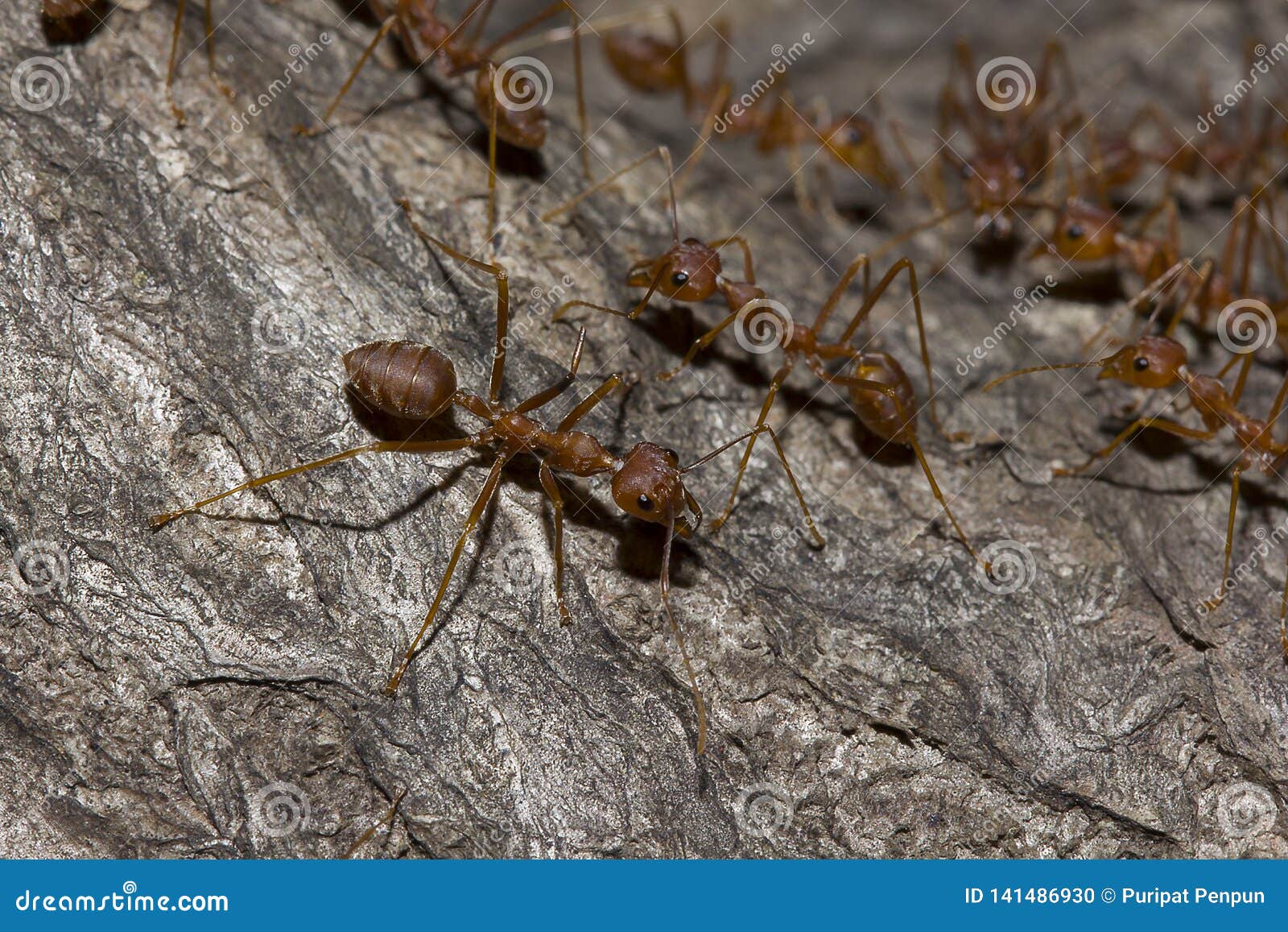 Red ants are on the tree. stock photo. Image of horizontal - 141486930