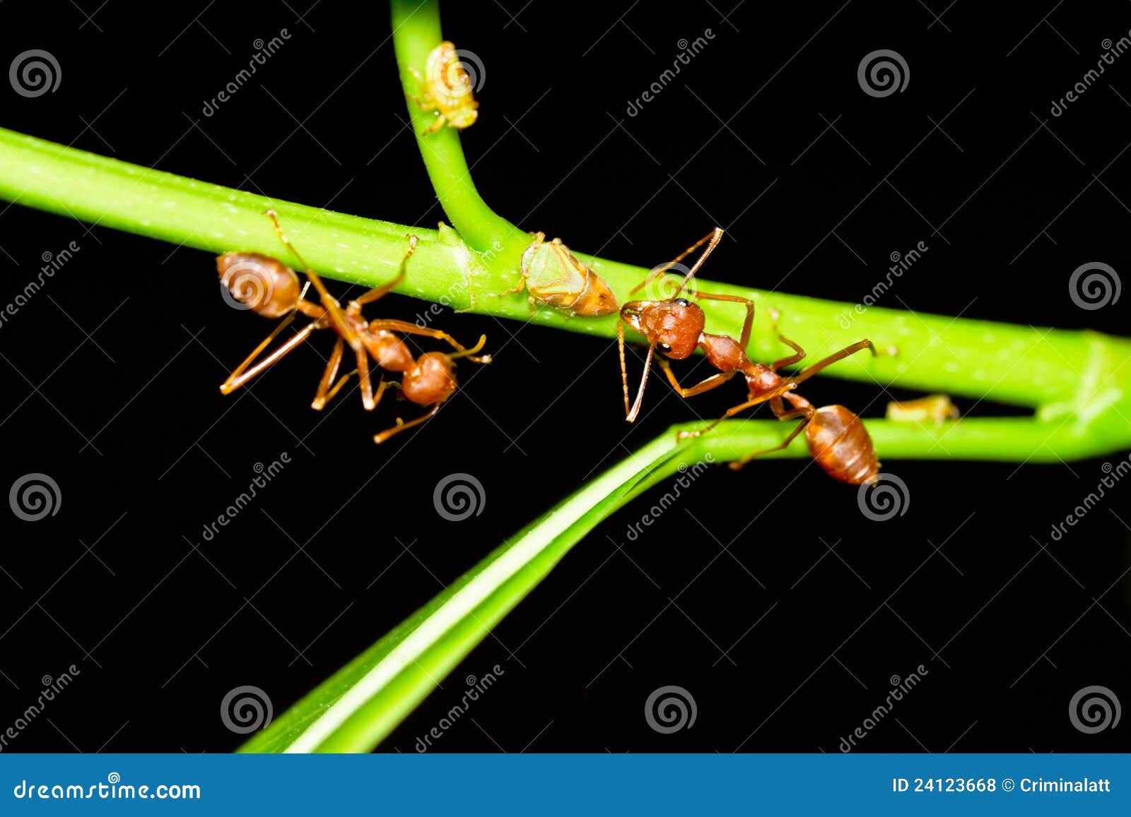 Red ants on tree branch stock photo. Image of sting, close - 24123668