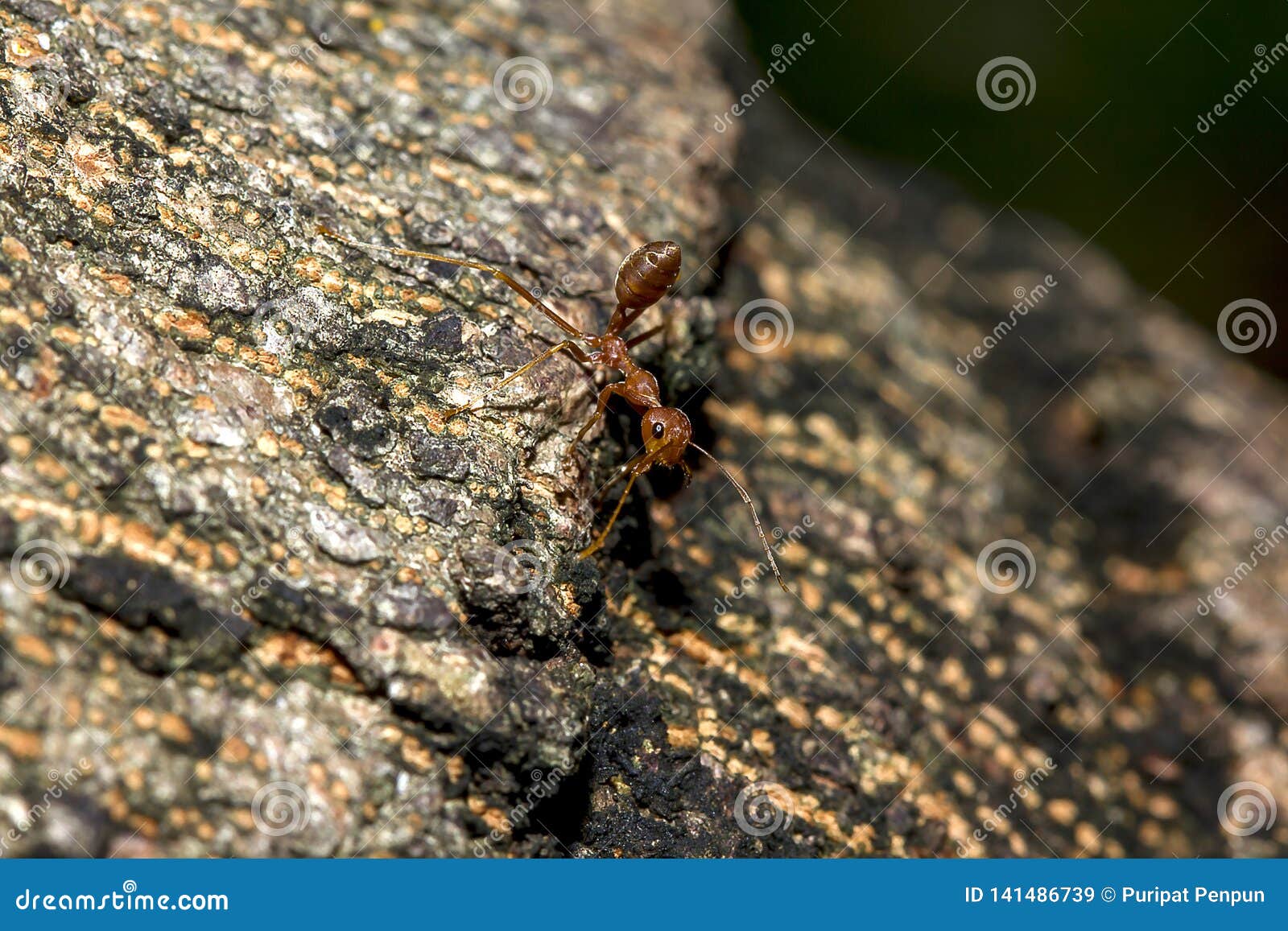 Red ants are on the tree. stock image. Image of garden - 141486739
