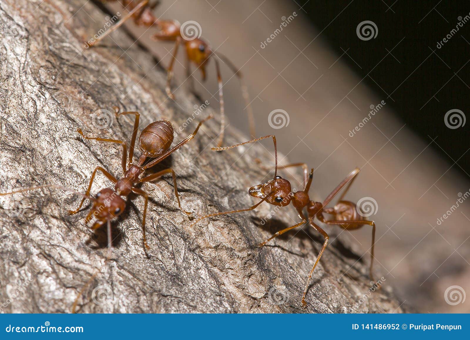 Red ants are on the tree. stock photo. Image of forest - 141486952