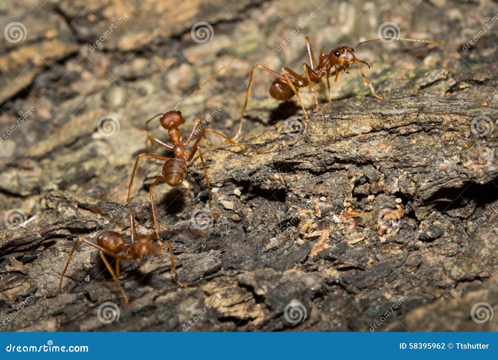 Red ants. stock photo. Image of feeler, park, pest, formicidae - 58395962