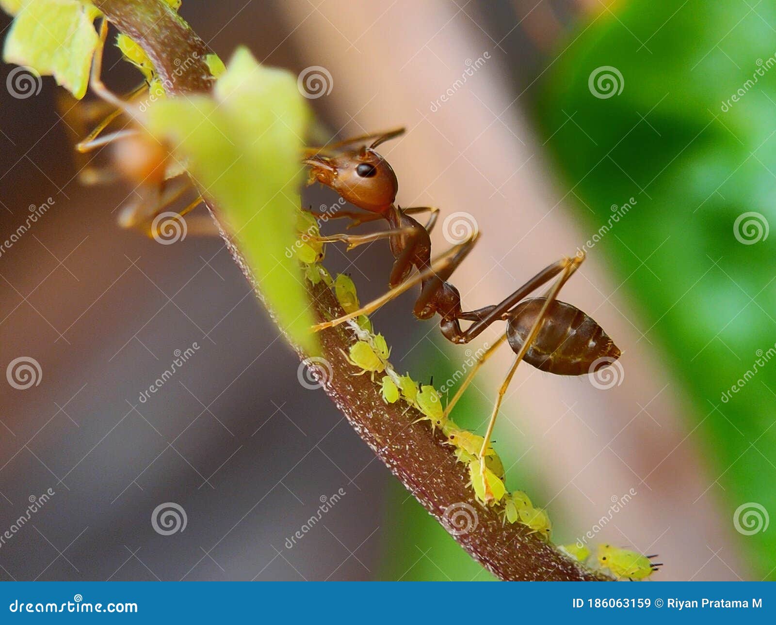 Ants Walk On Twigs. Stock Photography | CartoonDealer.com #52819628