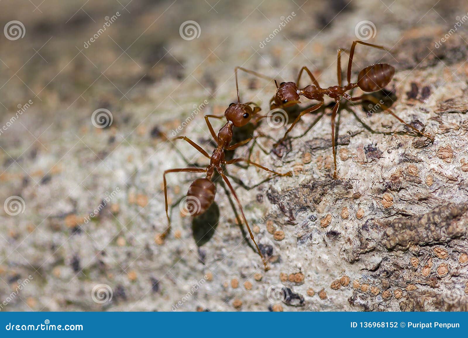 Red Ant Walking on the Tree Stock Photo - Image of bark, nature: 136968152