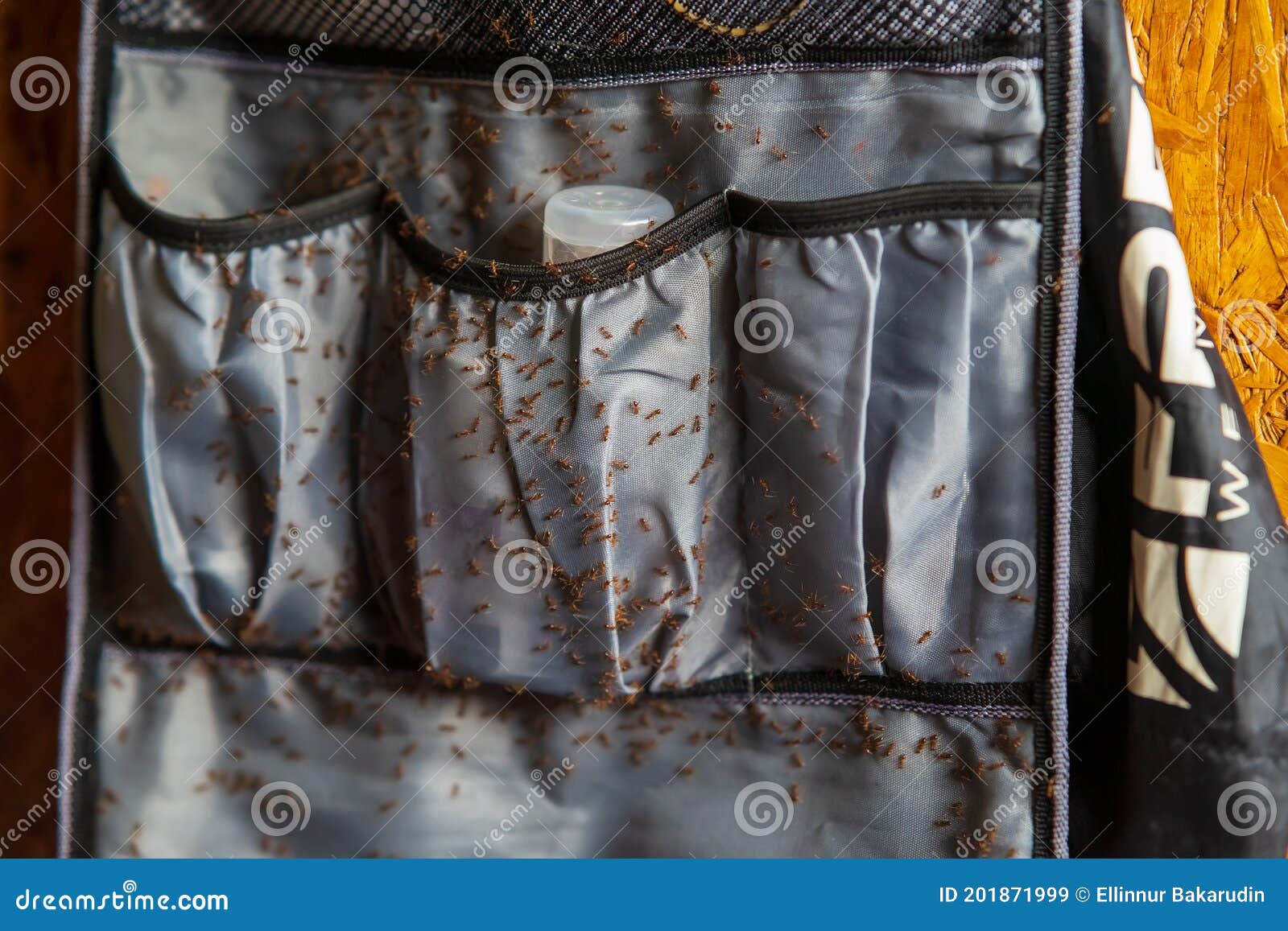 Red Ants, Red Weaver Ants Walking on a Travelling Bag Stock Image ...