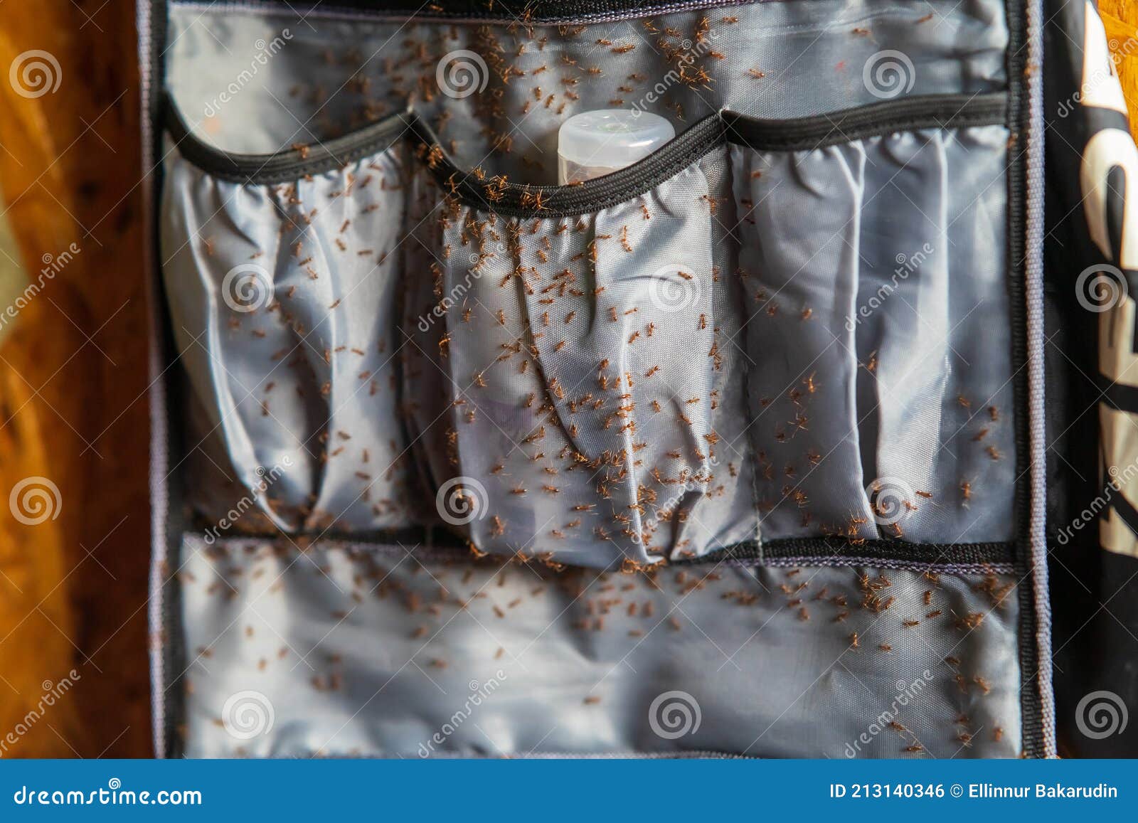 Red Ants, Red Weaver Ants Walking on a Travelling Bag Stock Photo ...