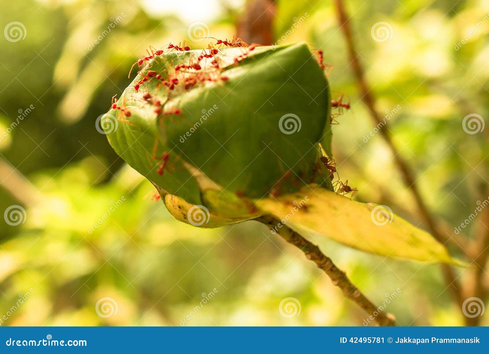 Red Ants Work on the Red Ant S Nest Area Stock Image - Image of work ...
